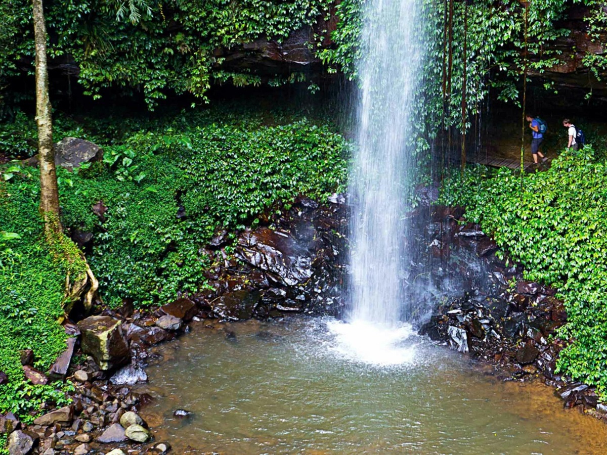 Crystal Shower Falls Walk Visit Bellingen Shire
