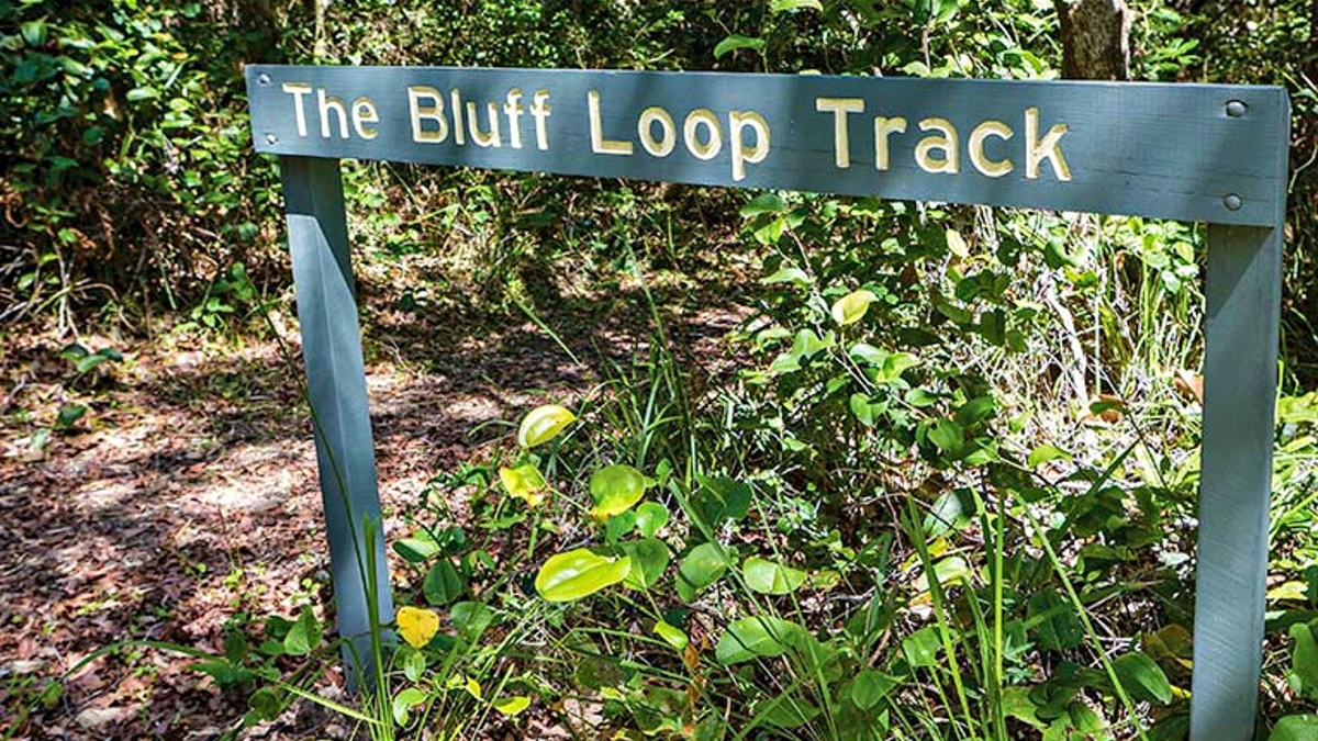Bluff Loop Walking Track Visit Bellingen Shire