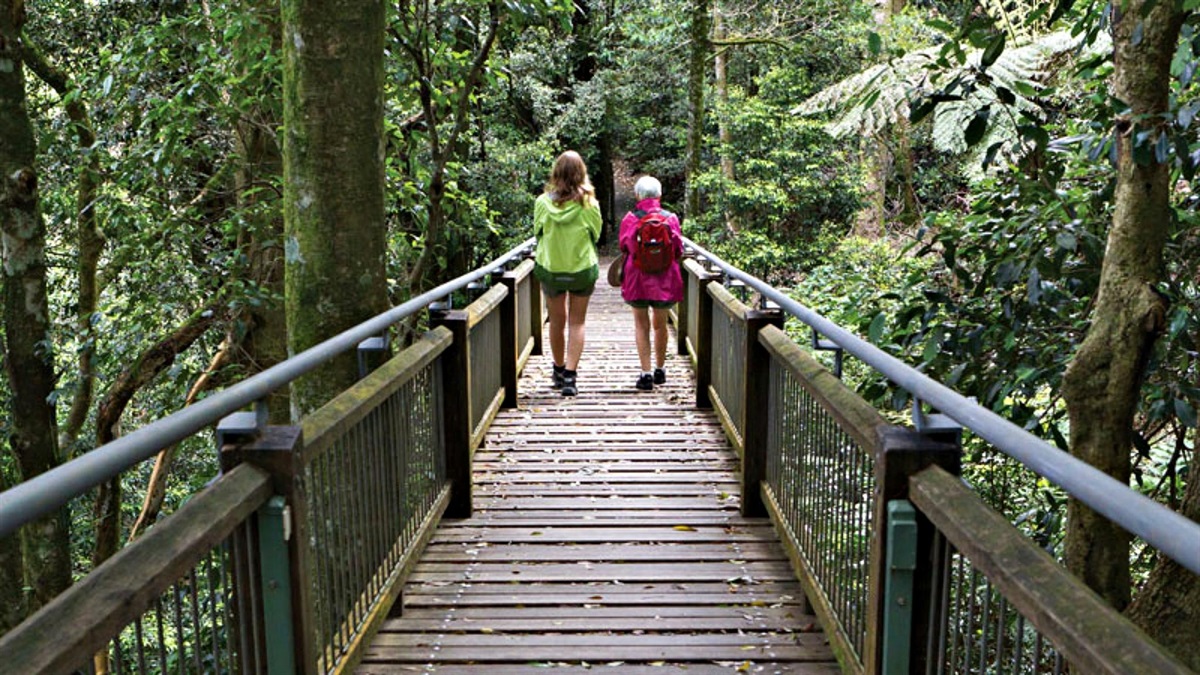 Wonga Walk Visit Bellingen Shire